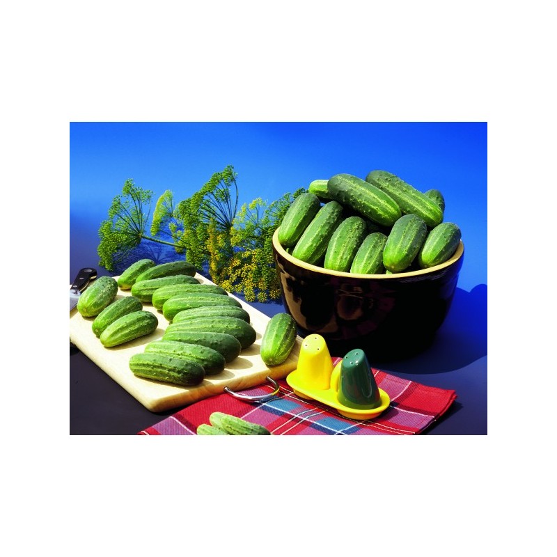 AKORD H, lauko agurkai, 60 sėklų